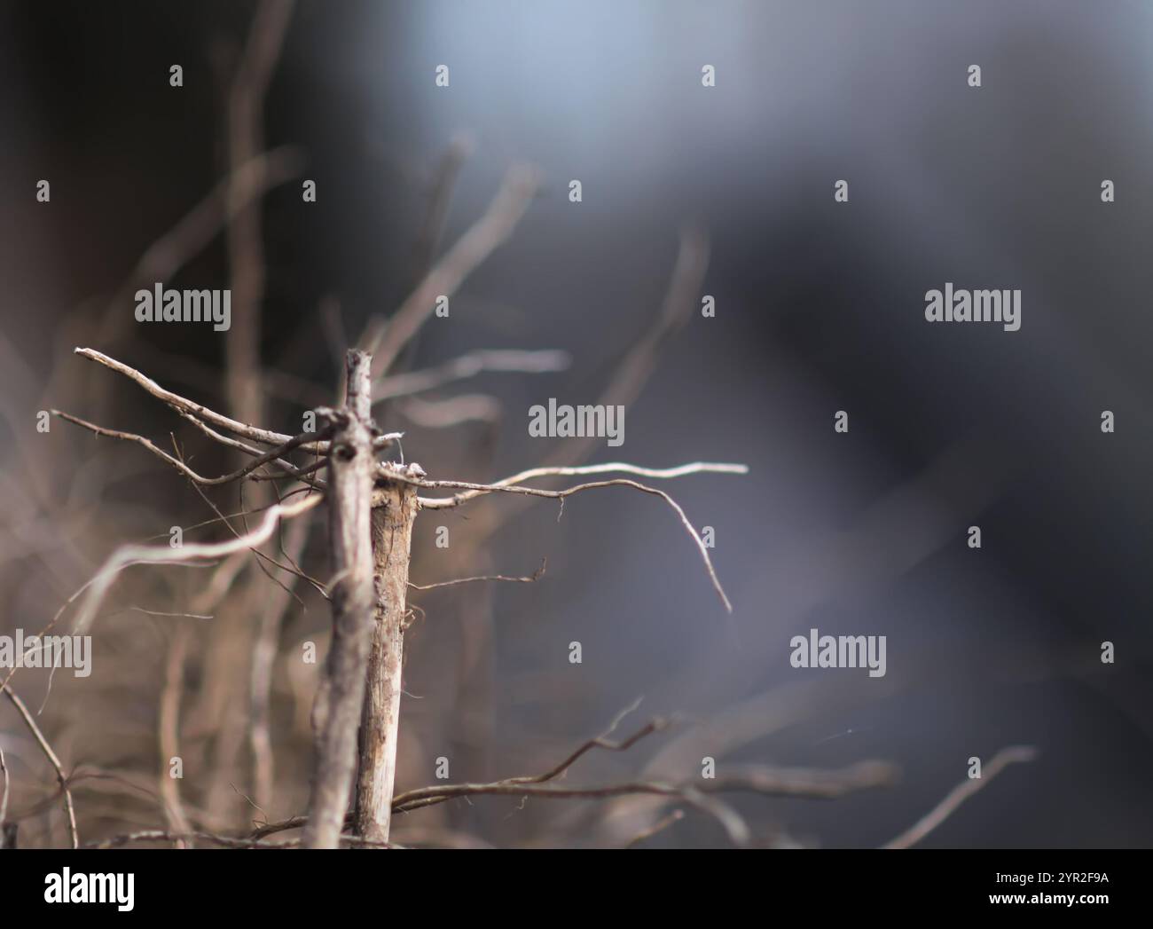Plant sprout roots close up Stock Photo - Alamy