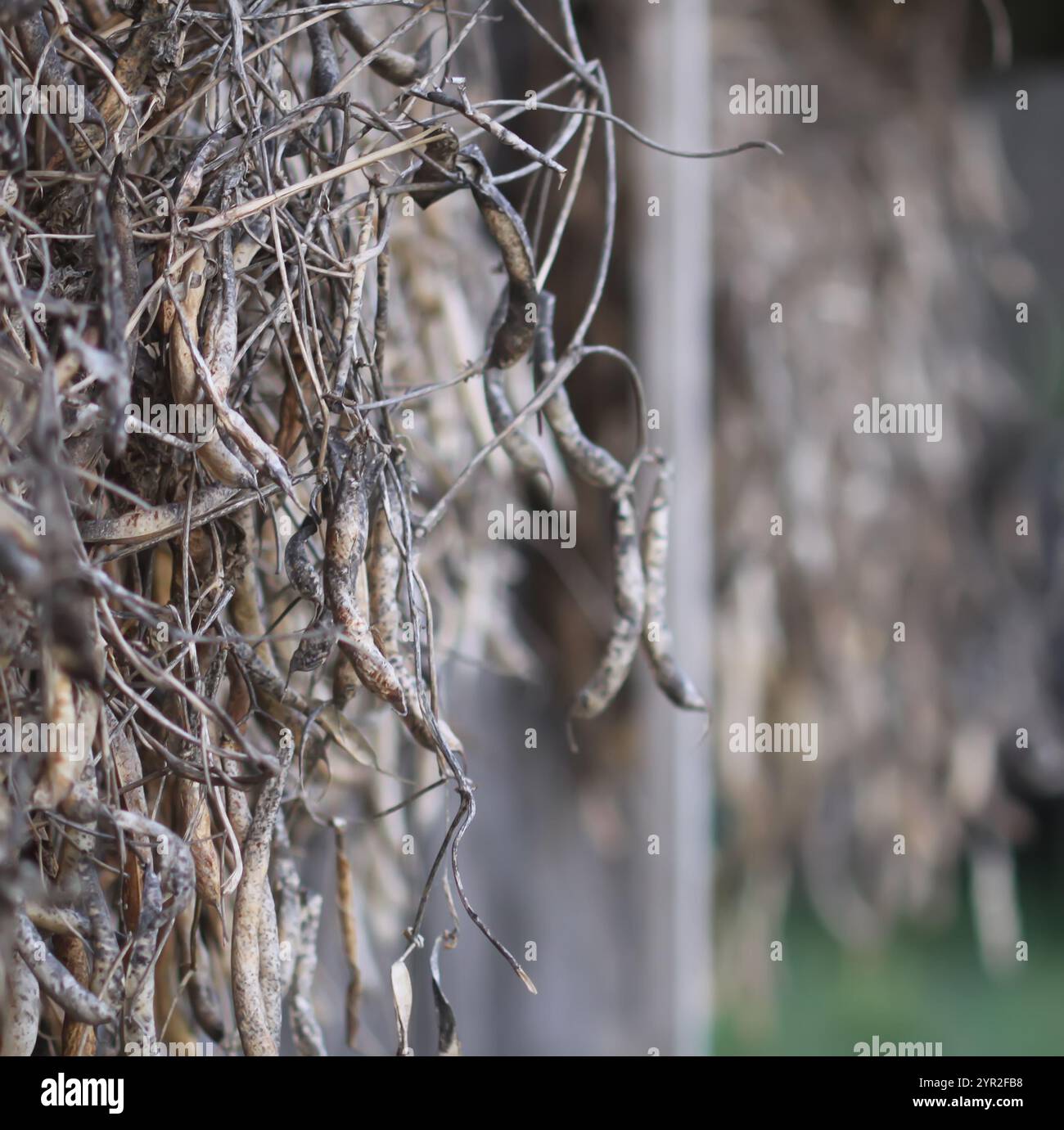Dry seed pods hanging hi-res stock photography and images - Alamy