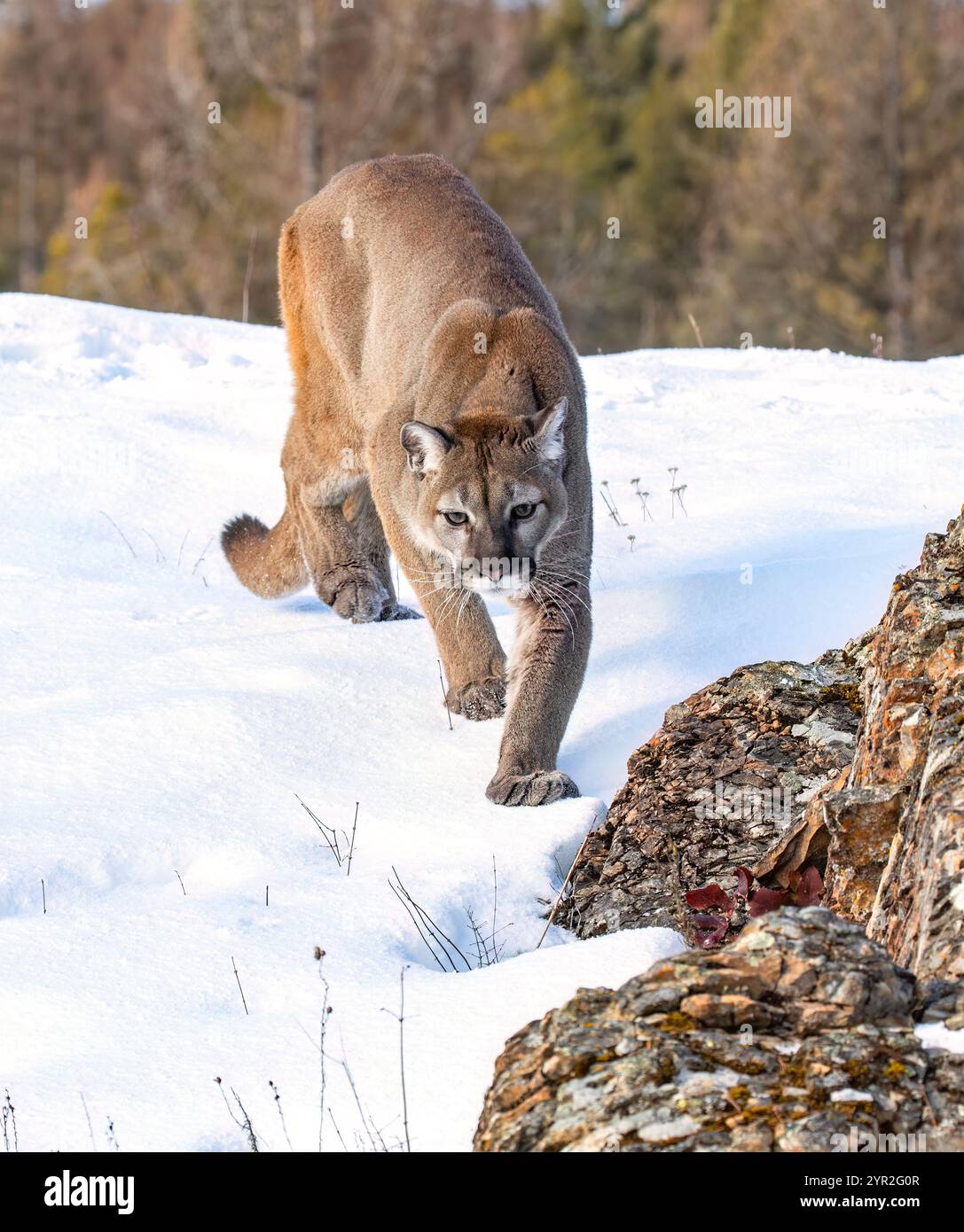 Portrait wild cougar mountain hi-res stock photography and images - Alamy