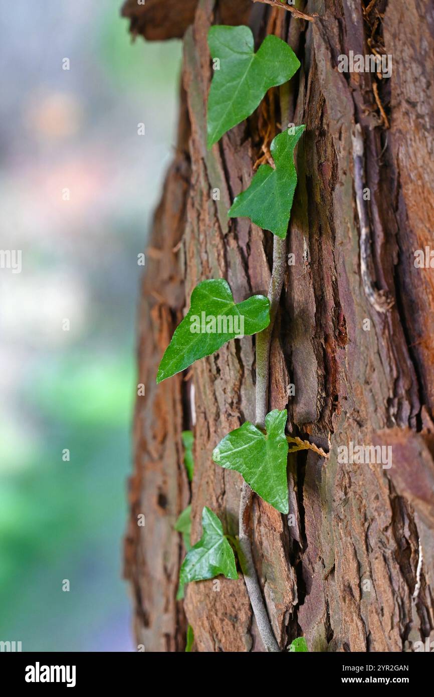 Climbing ivy on tree hi-res stock photography and images - Alamy