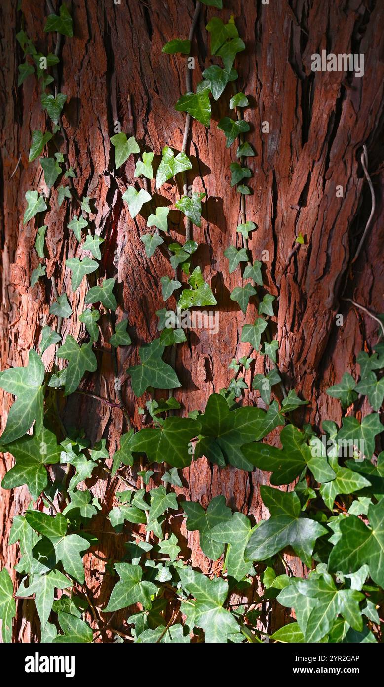 ivy growing on yew tree Stock Photo - Alamy