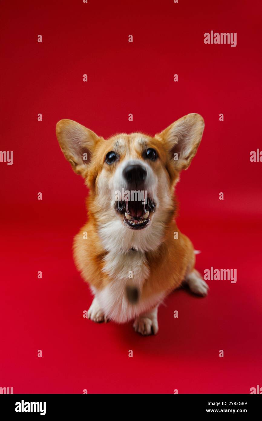 Energetic corgi barking in vibrant red studio background, expressing ...