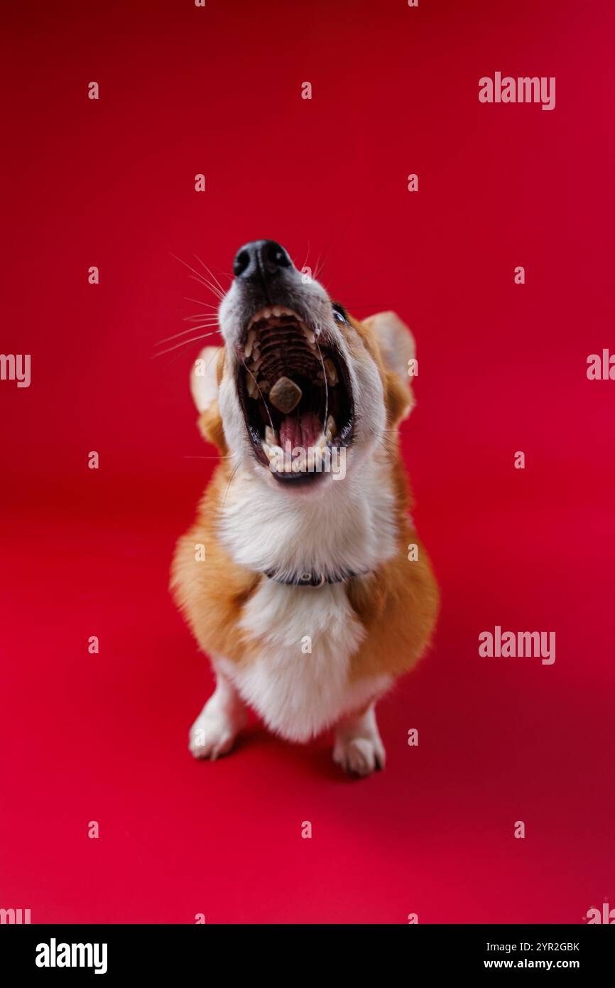 Corgi in action catching a treat mid-air, with a vivid red background ...