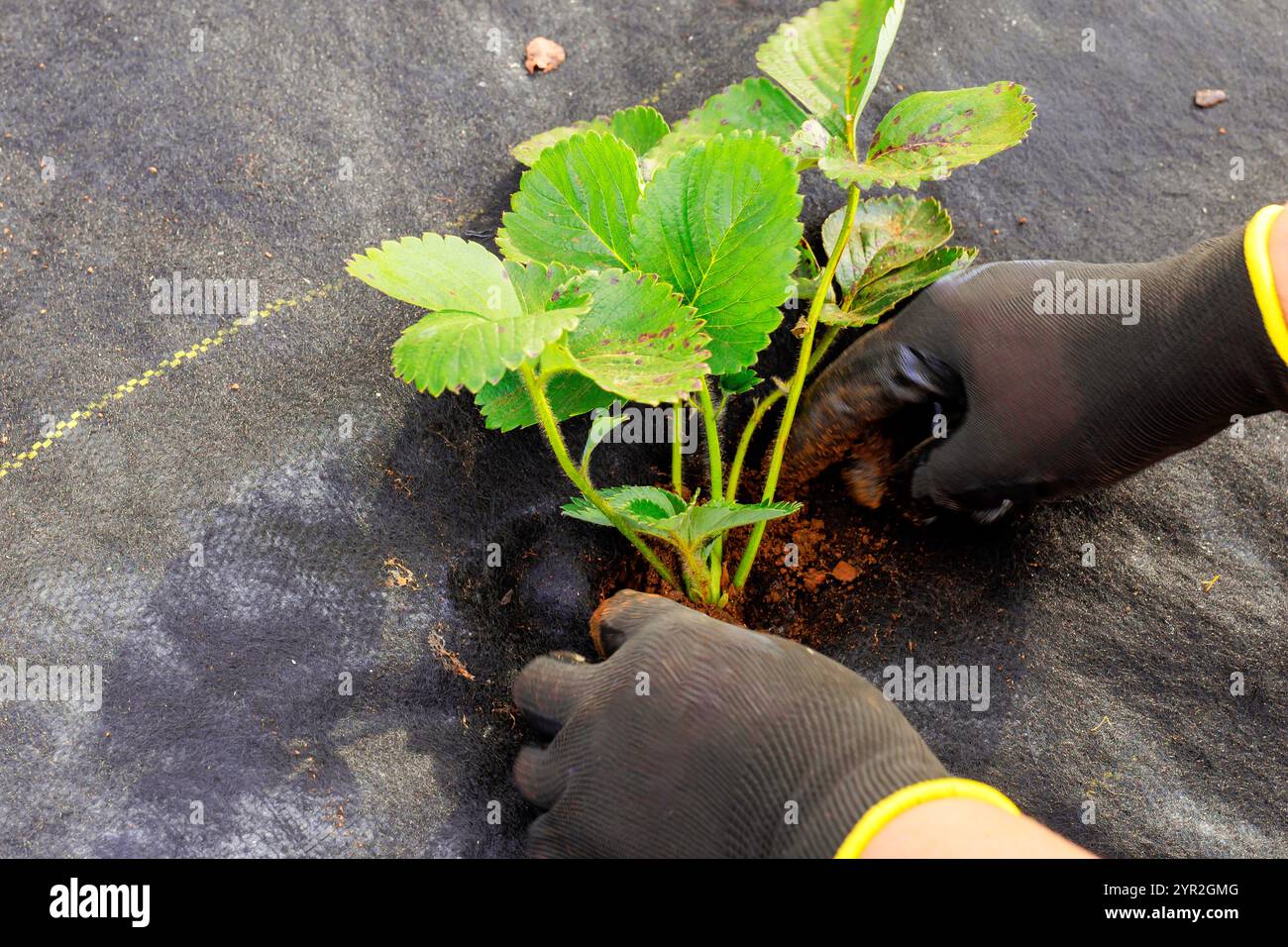 Agricultural worker planting strawberry seedlings in prepared bed of ...