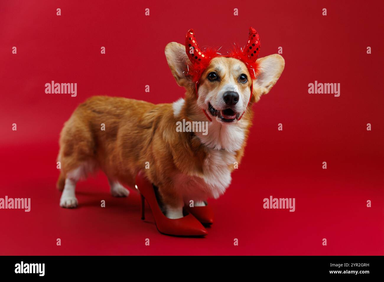 Stylish corgi in red devil horns and heels, owning the spotlight on a ...