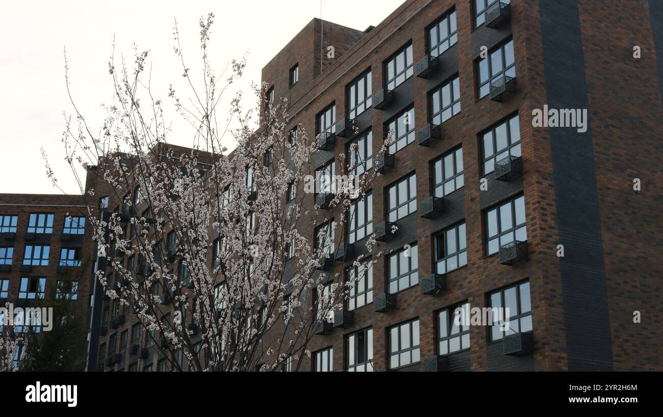 flowering tree in the courtyard of a modern residential complex made of ...