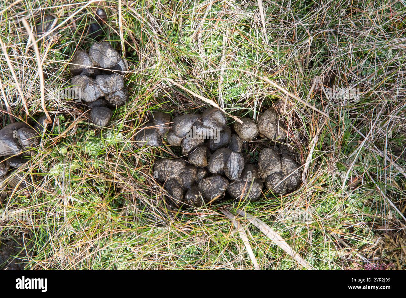 Hirschlosung, deer droppings Stock Photo - Alamy