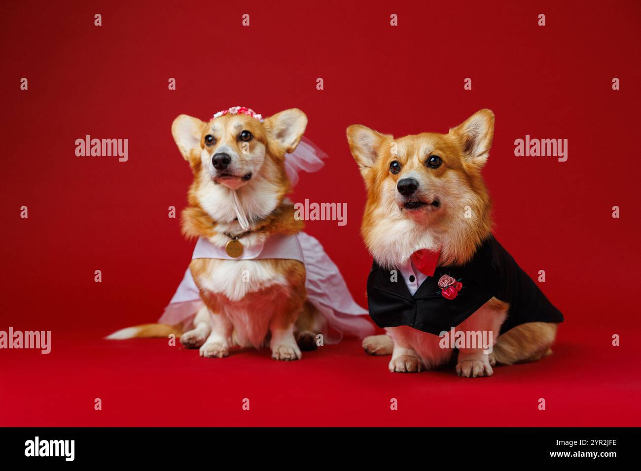Charming corgi wedding couple in tuxedo and bridal veil, spreading joy ...