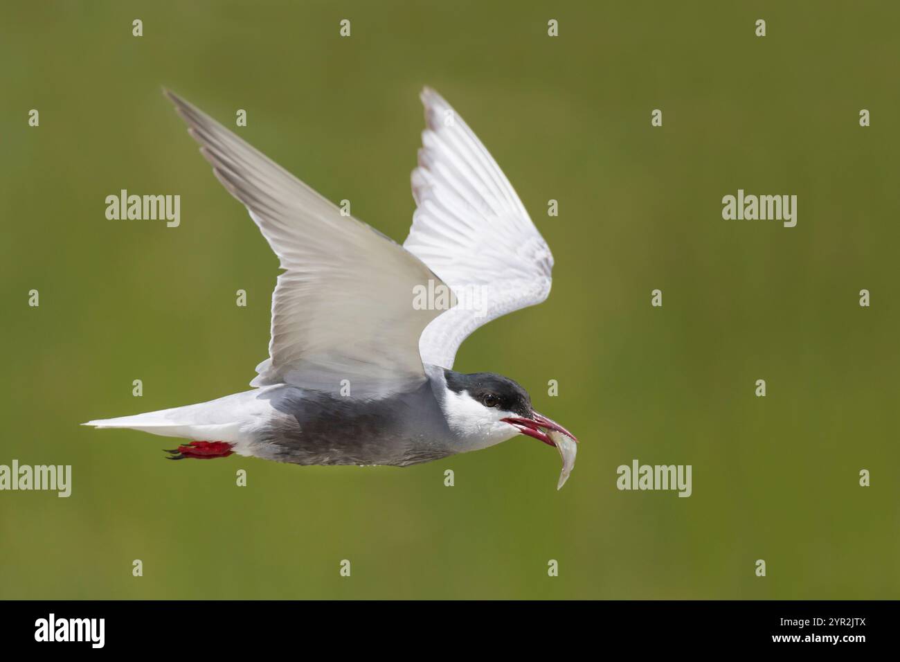 Weissbartseeschwalbe hi-res stock photography and images - Alamy