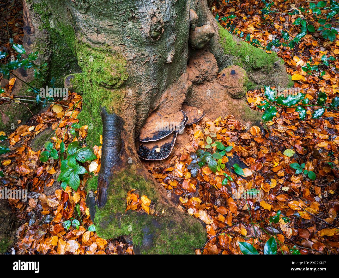 Benzoin tree hi-res stock photography and images - Alamy