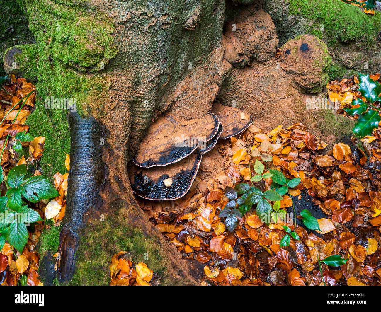 Benzoin tree hi-res stock photography and images - Alamy