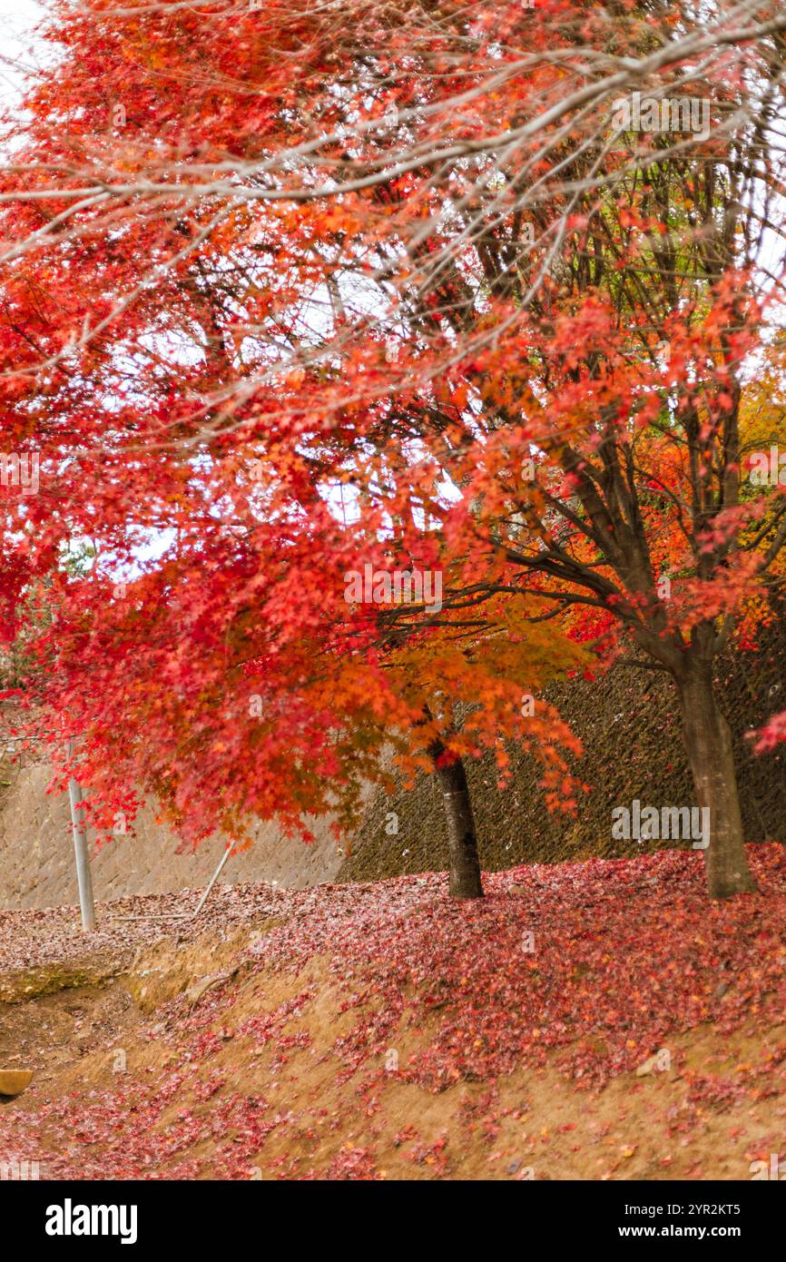 Maple leaves, autumn colors in Japan, Fall foliage season Stock Photo ...