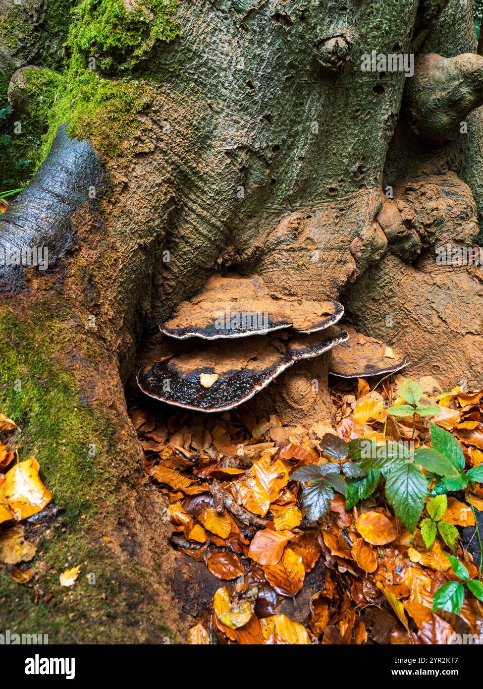 Benzoin tree hi-res stock photography and images - Alamy