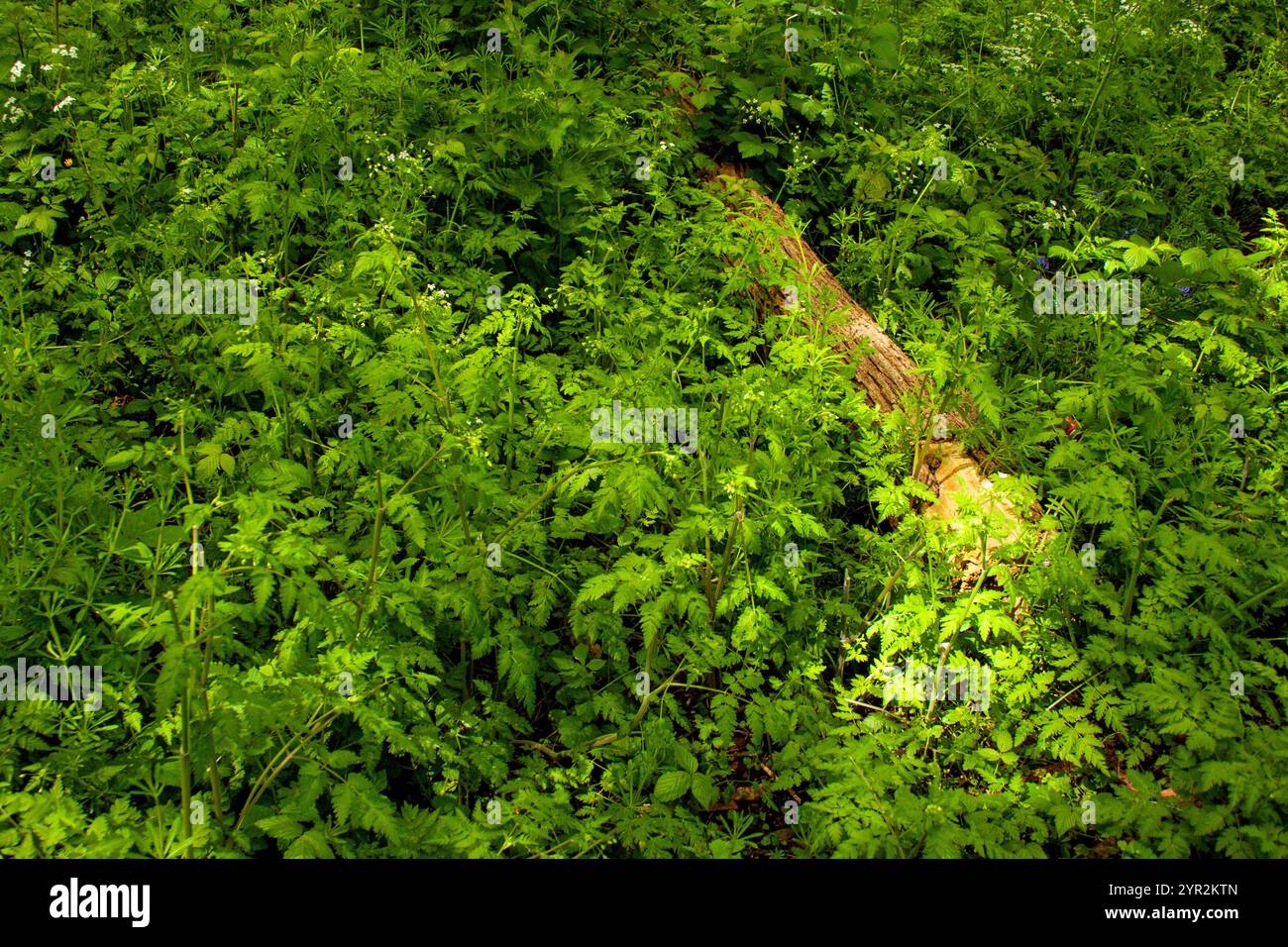 A piece of fallen tree bark on the Floor of an endangered woodland ...