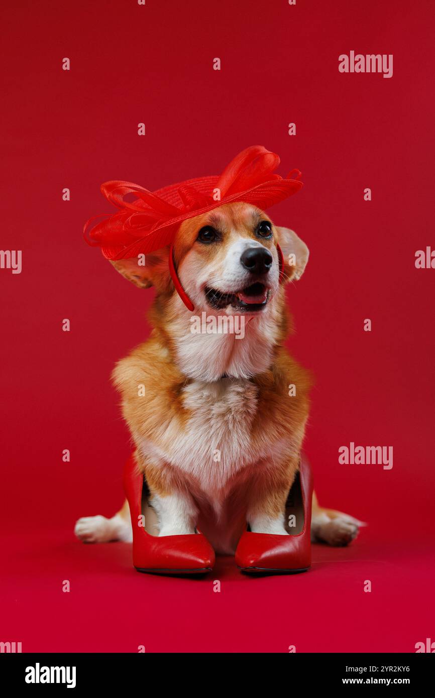 Stylish corgi wearing a red hat and heels, posing elegantly against a ...
