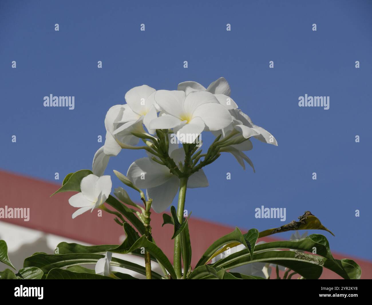 white frangipani flowers in blue sky and sunlit background, plumeria ...