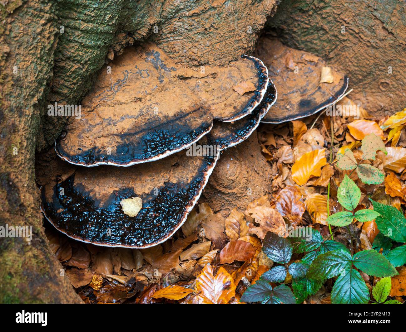 Benzoin tree hi-res stock photography and images - Alamy