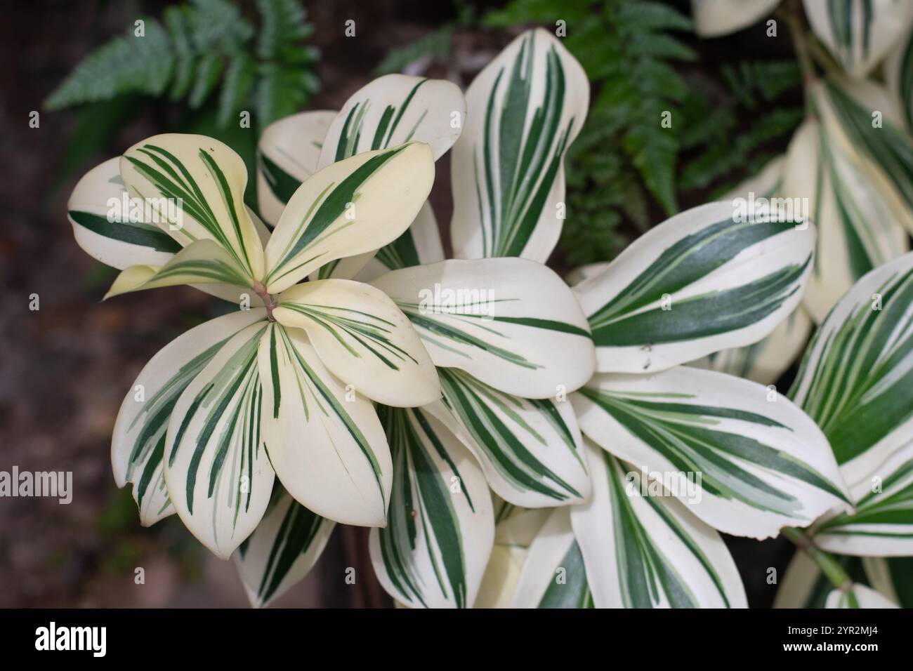 Crepe ginger, Indian Head Ginger (Costus speciosus, Cheilocostus ...