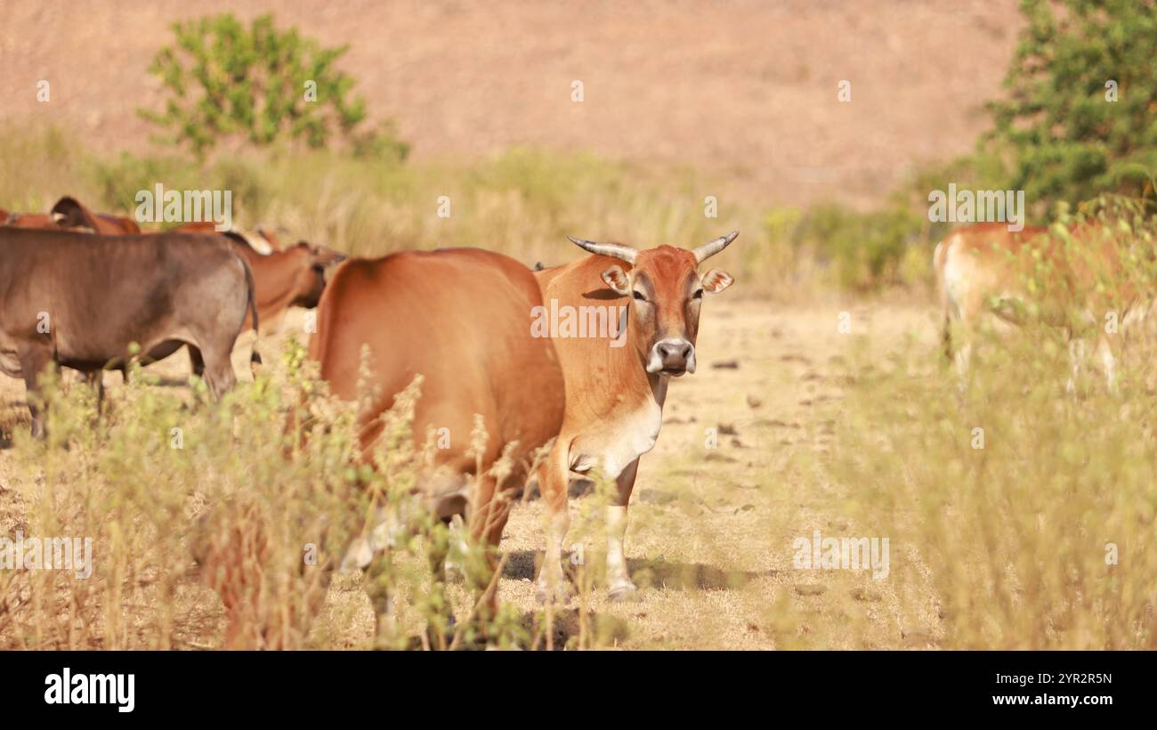 cattle in hong kong, cattle in Sai Kung, one of stray animal after hong ...