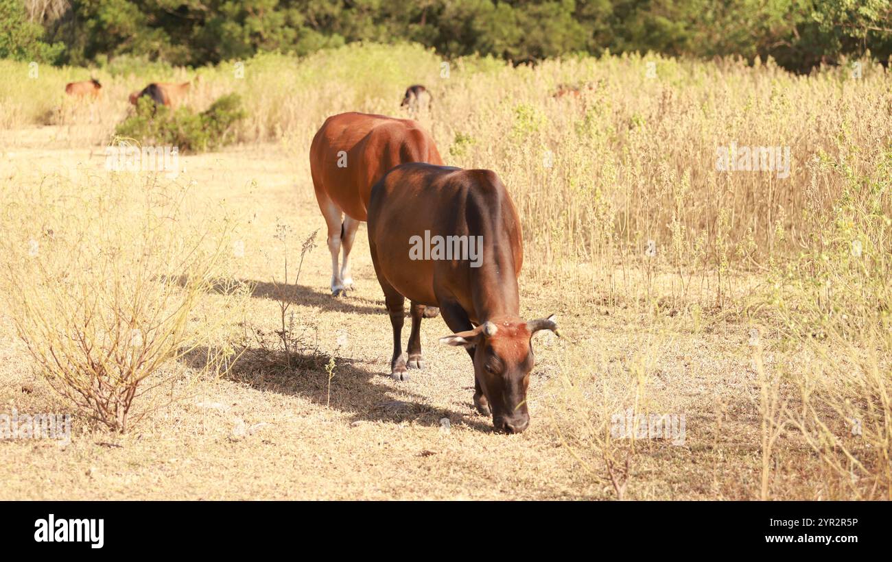 cattle in hong kong, cattle in Sai Kung, one of stray animal after hong ...