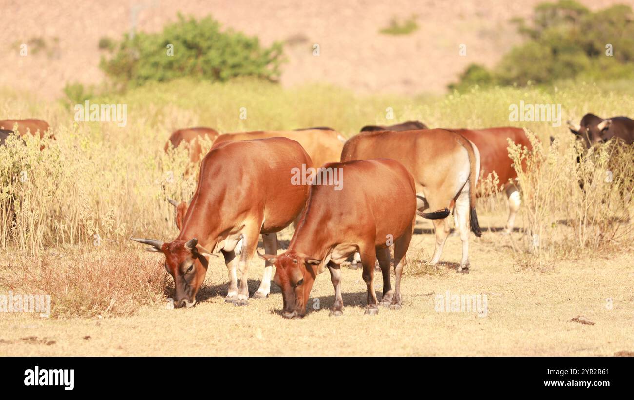 cattle in hong kong, cattle in Sai Kung, one of stray animal after hong ...