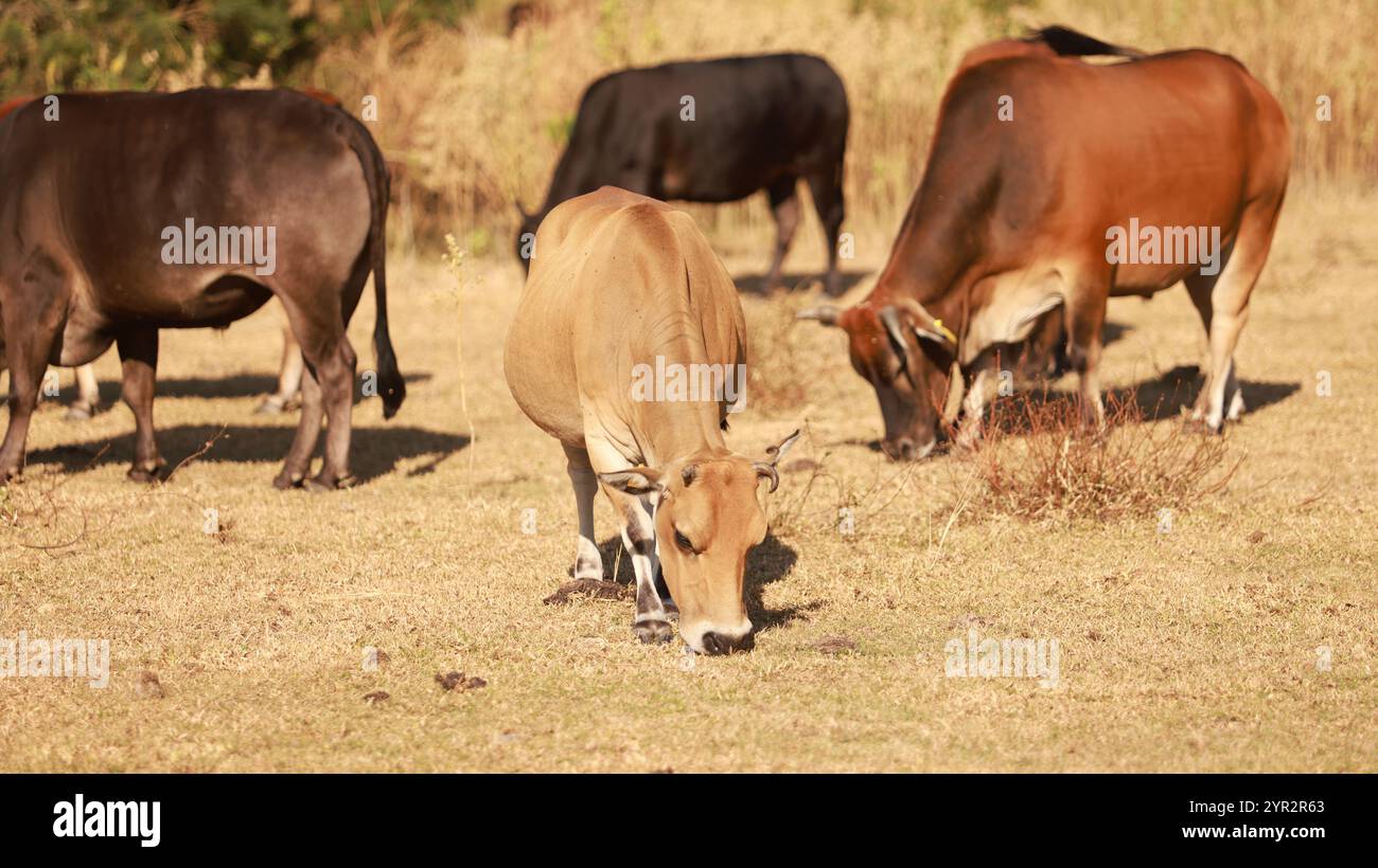 cattle in hong kong, cattle in Sai Kung, one of stray animal after hong ...