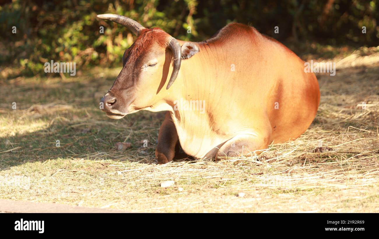 cattle in hong kong, cattle in Sai Kung, one of stray animal after hong ...