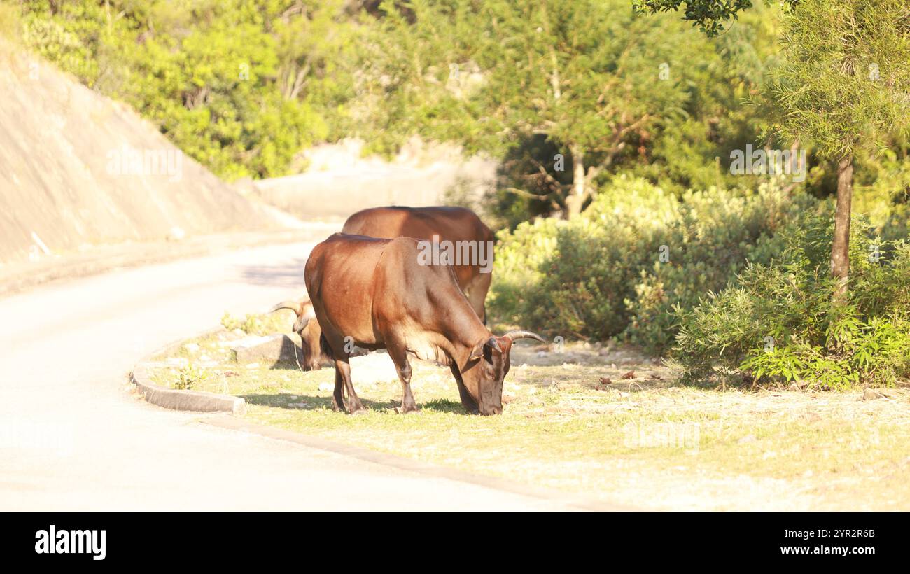 cattle in hong kong, cattle in Sai Kung, one of stray animal after hong ...