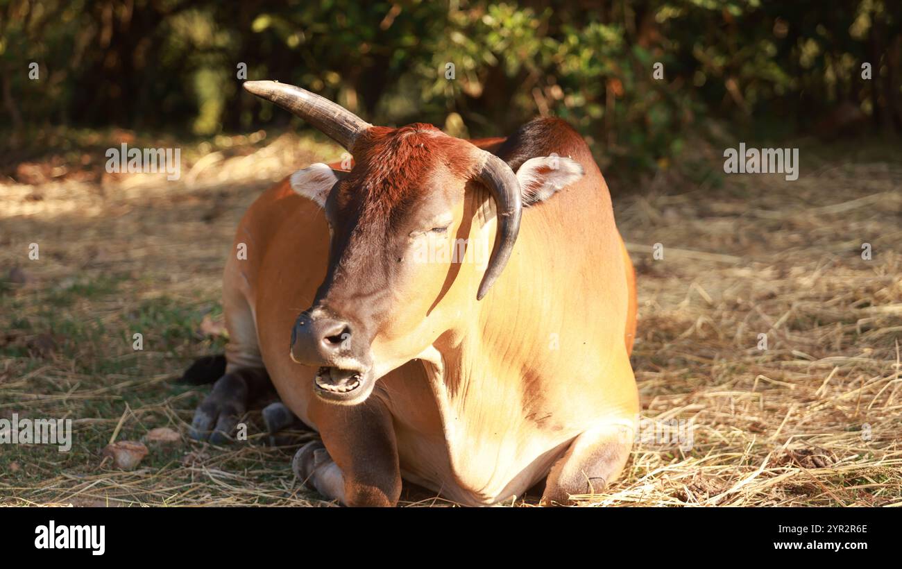 cattle in hong kong, cattle in Sai Kung, one of stray animal after hong ...