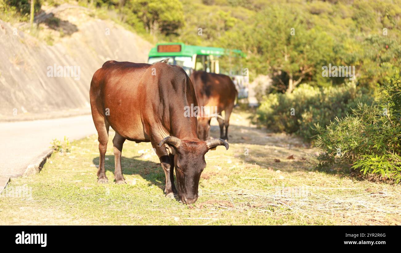 cattle in hong kong, cattle in Sai Kung, one of stray animal after hong ...