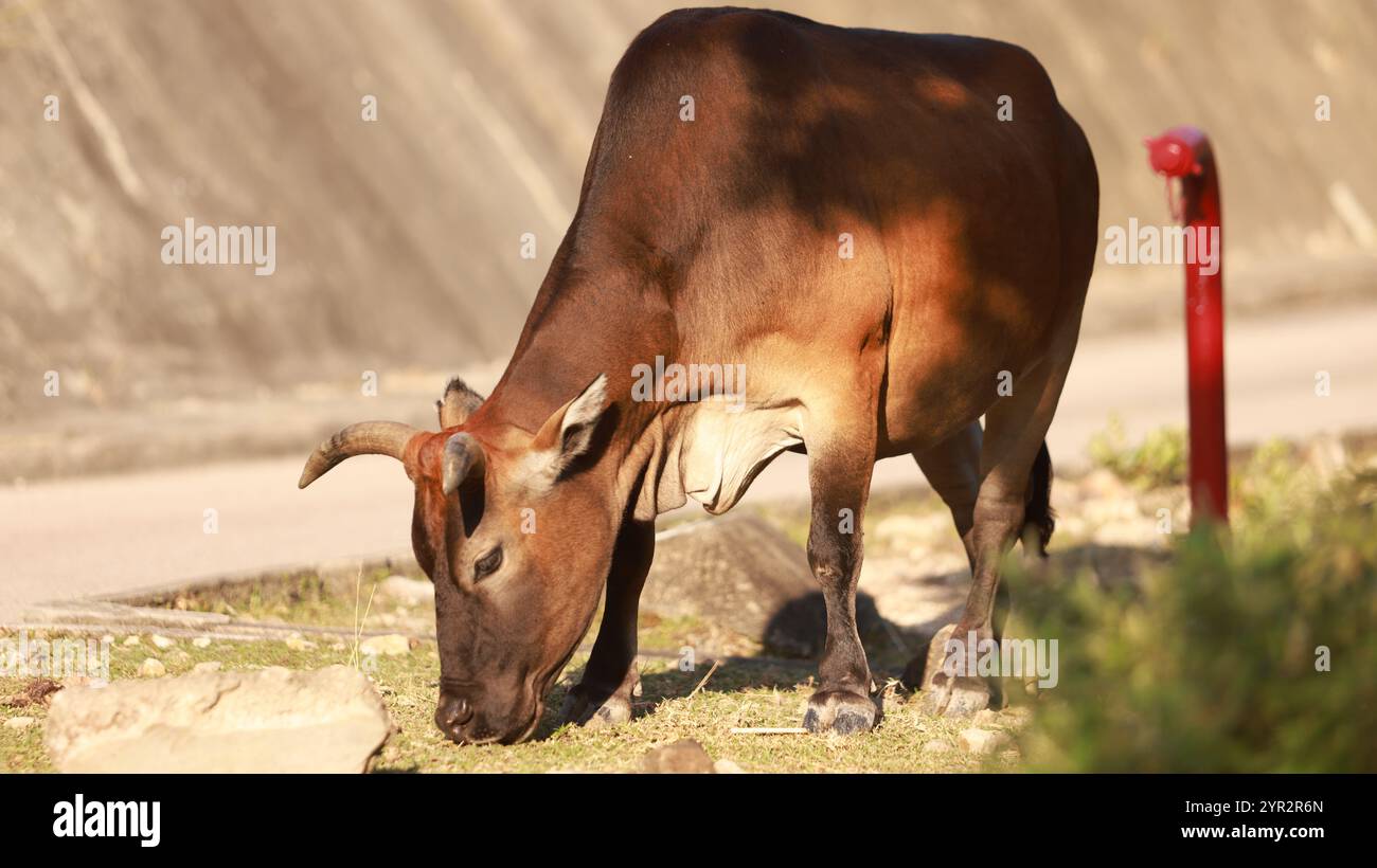 cattle in hong kong, cattle in Sai Kung, one of stray animal after hong ...