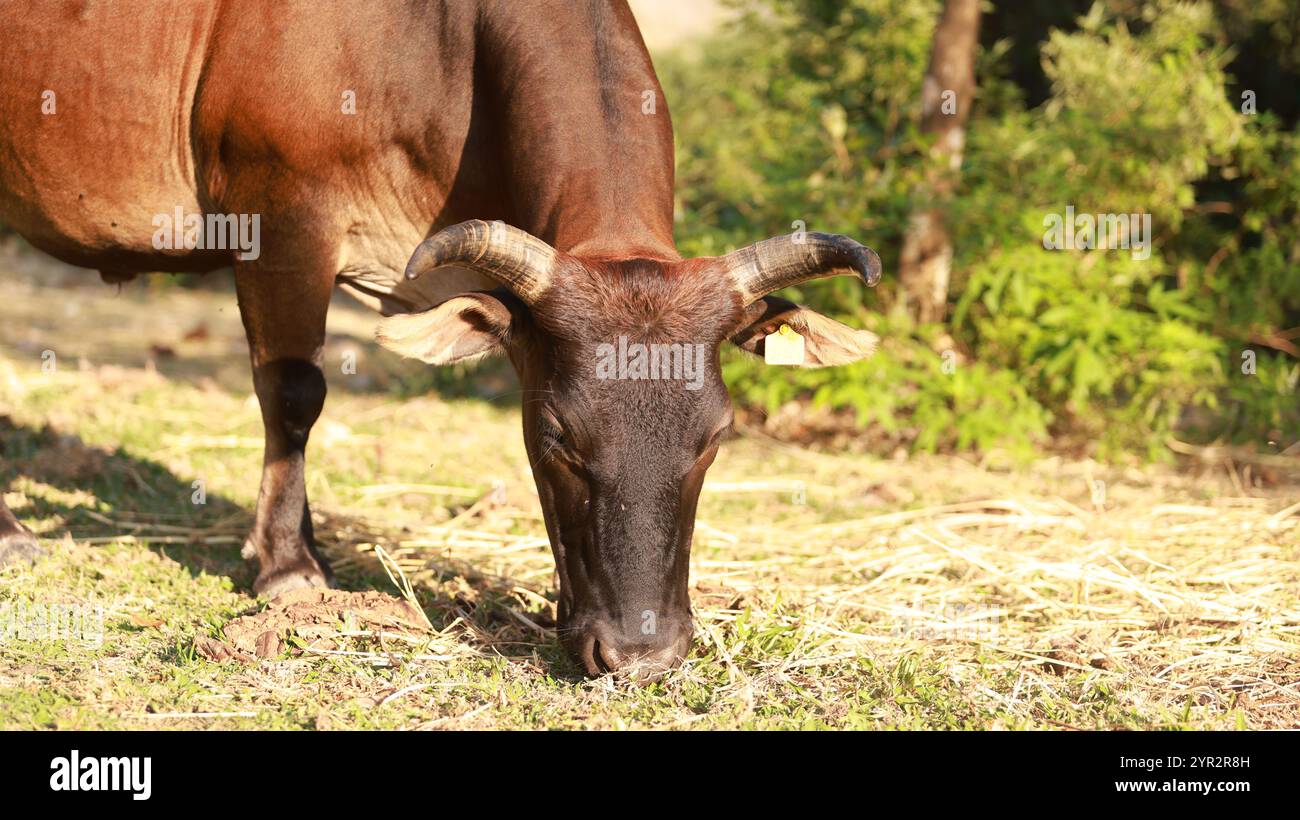 cattle in hong kong, cattle in Sai Kung, one of stray animal after hong ...