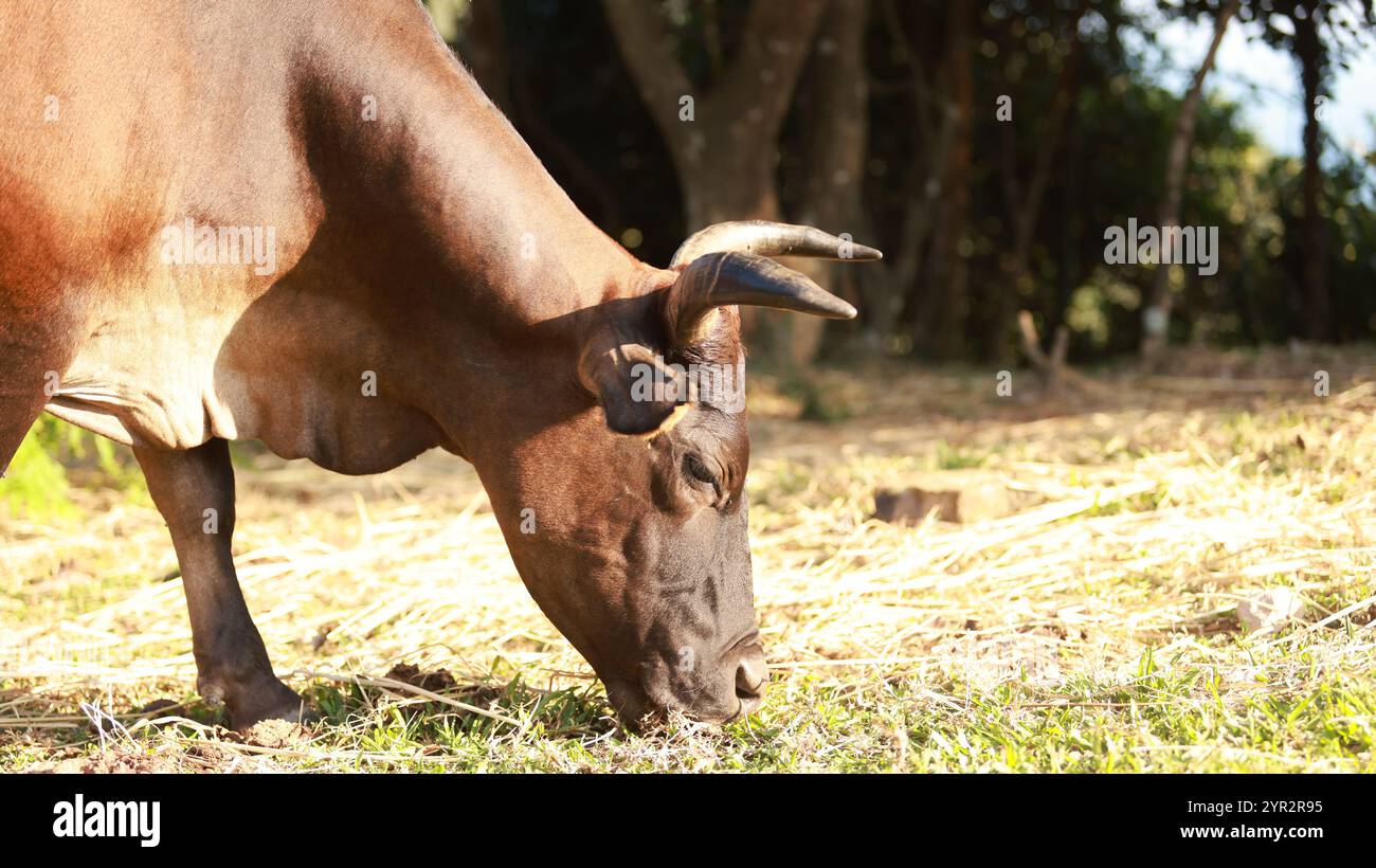 cattle in hong kong, cattle in Sai Kung, one of stray animal after hong ...