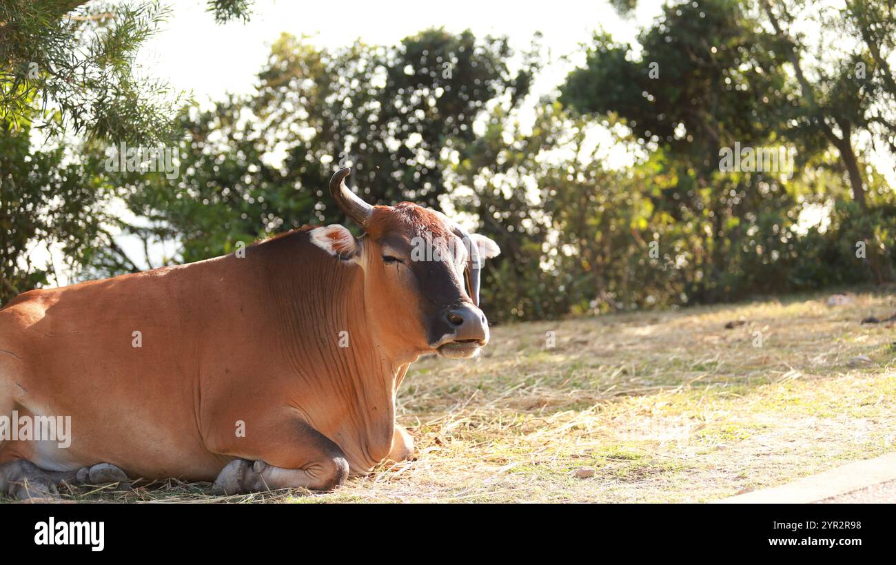cattle in hong kong, cattle in Sai Kung, one of stray animal after hong ...