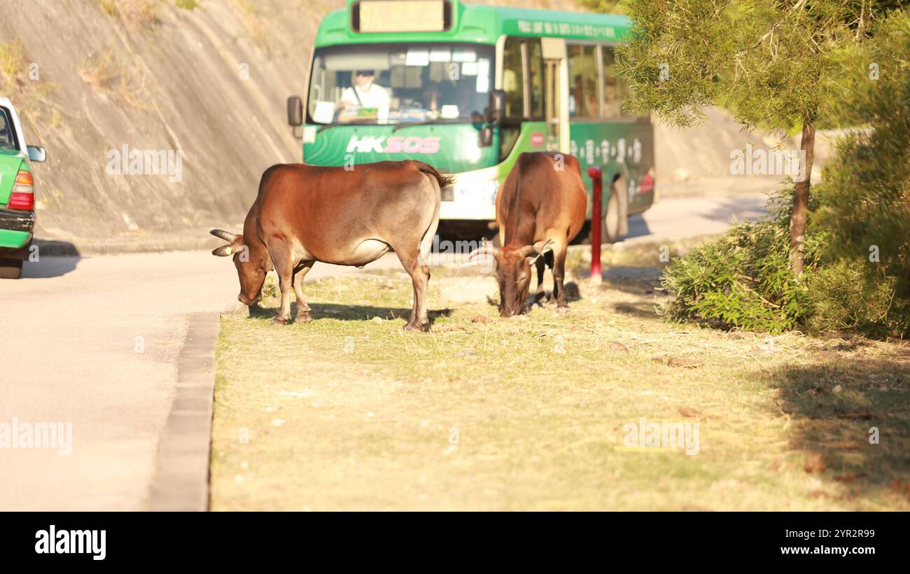 cattle in hong kong, cattle in Sai Kung, one of stray animal after hong ...