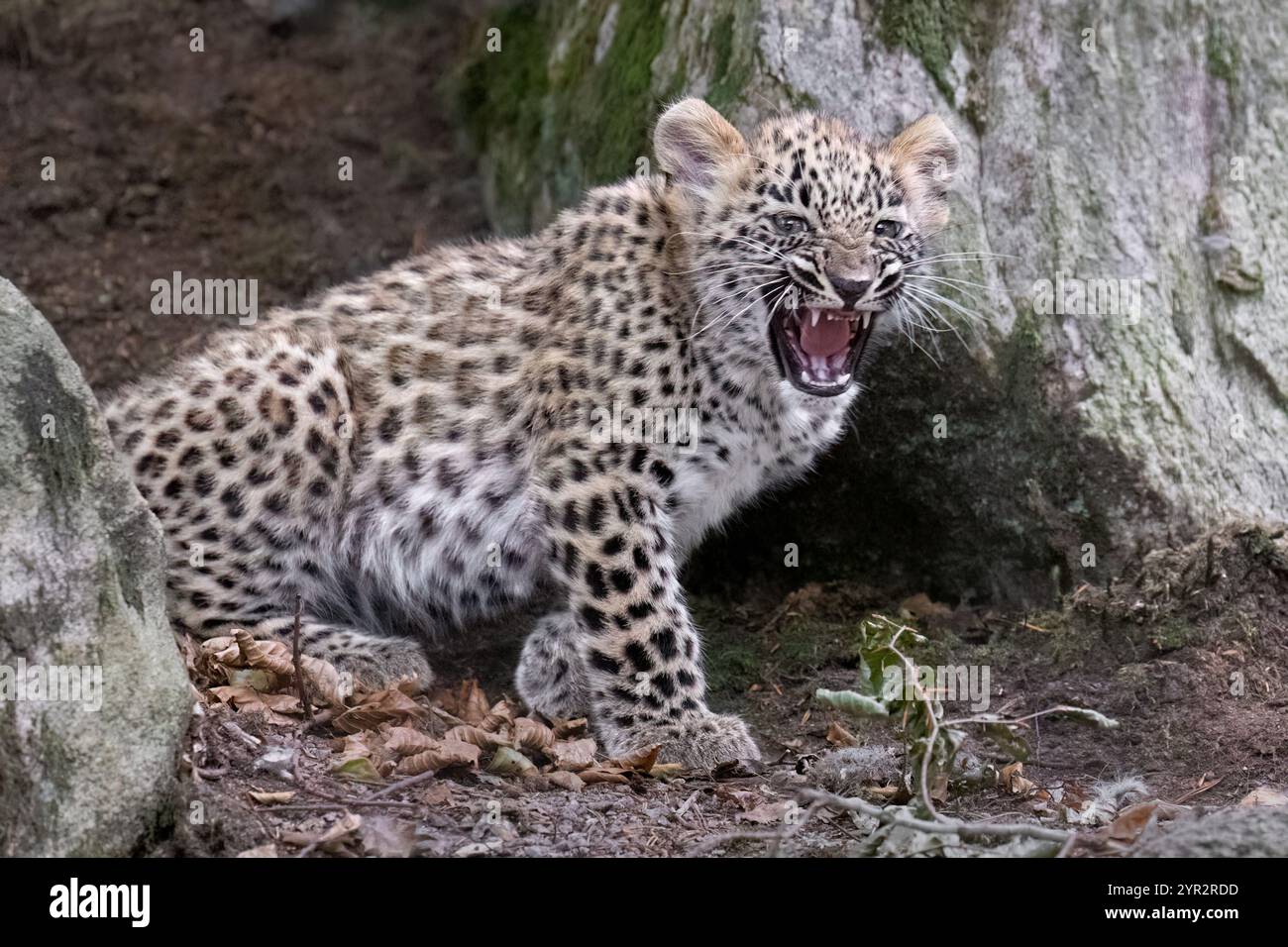 Persian leopard cub 3 months old Stock Photo - Alamy