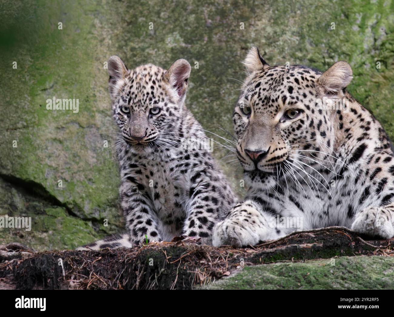 Persian leopard cub hi-res stock photography and images - Alamy