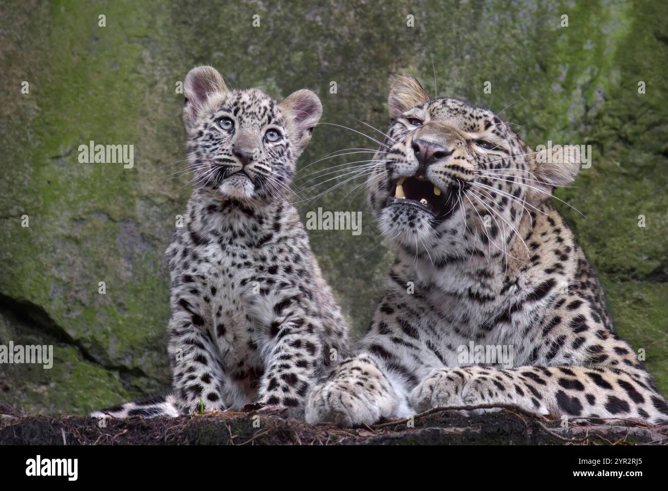 Persian leopard cub hi-res stock photography and images - Alamy