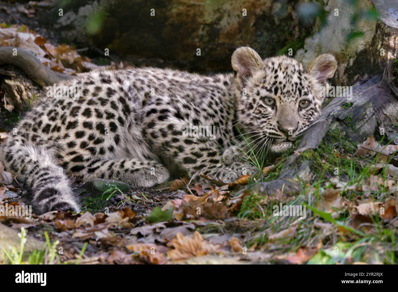 Persian leopard cub 3 months old Stock Photo - Alamy