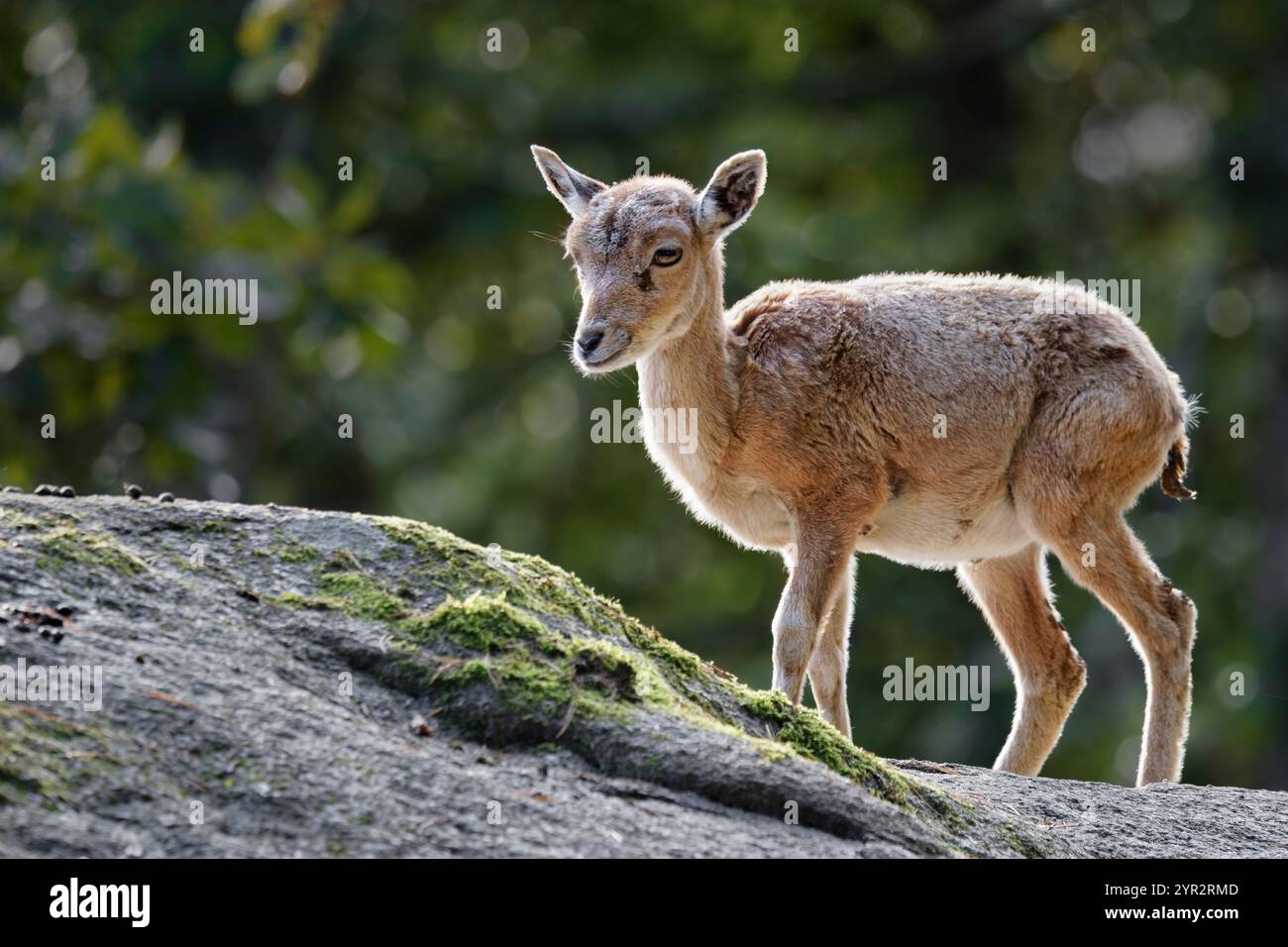 Urial hi-res stock photography and images - Alamy
