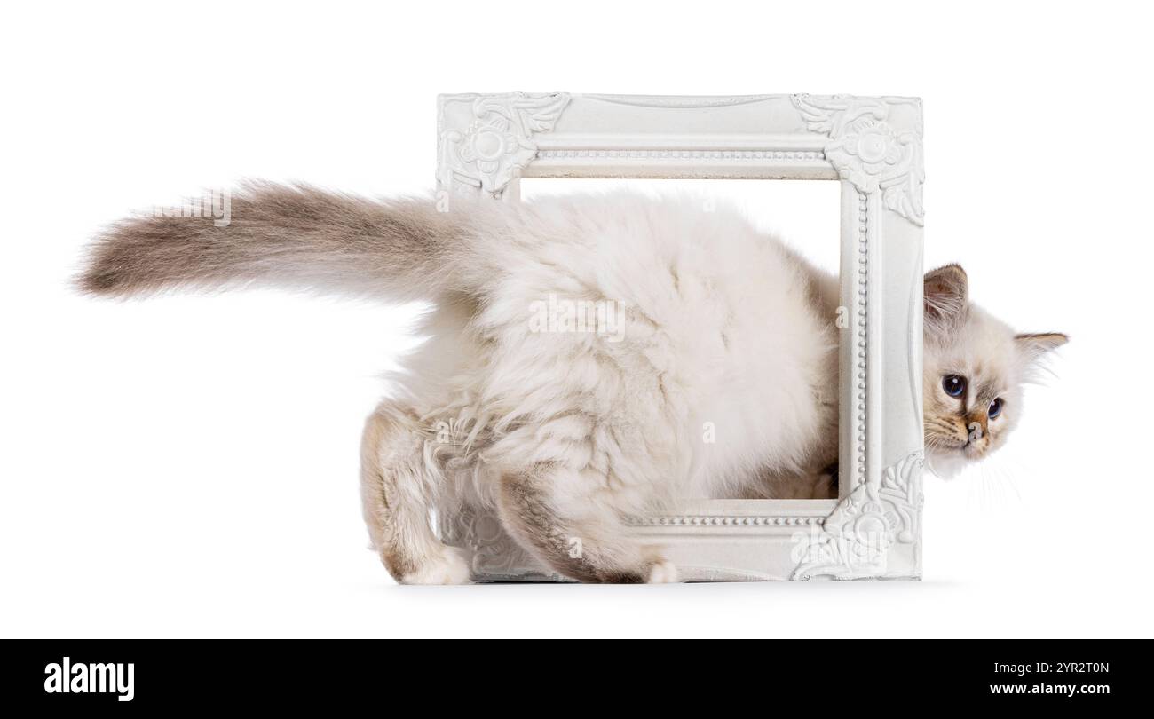 Cute Sacred Birman cat kitten, stepping backwards through white image ...