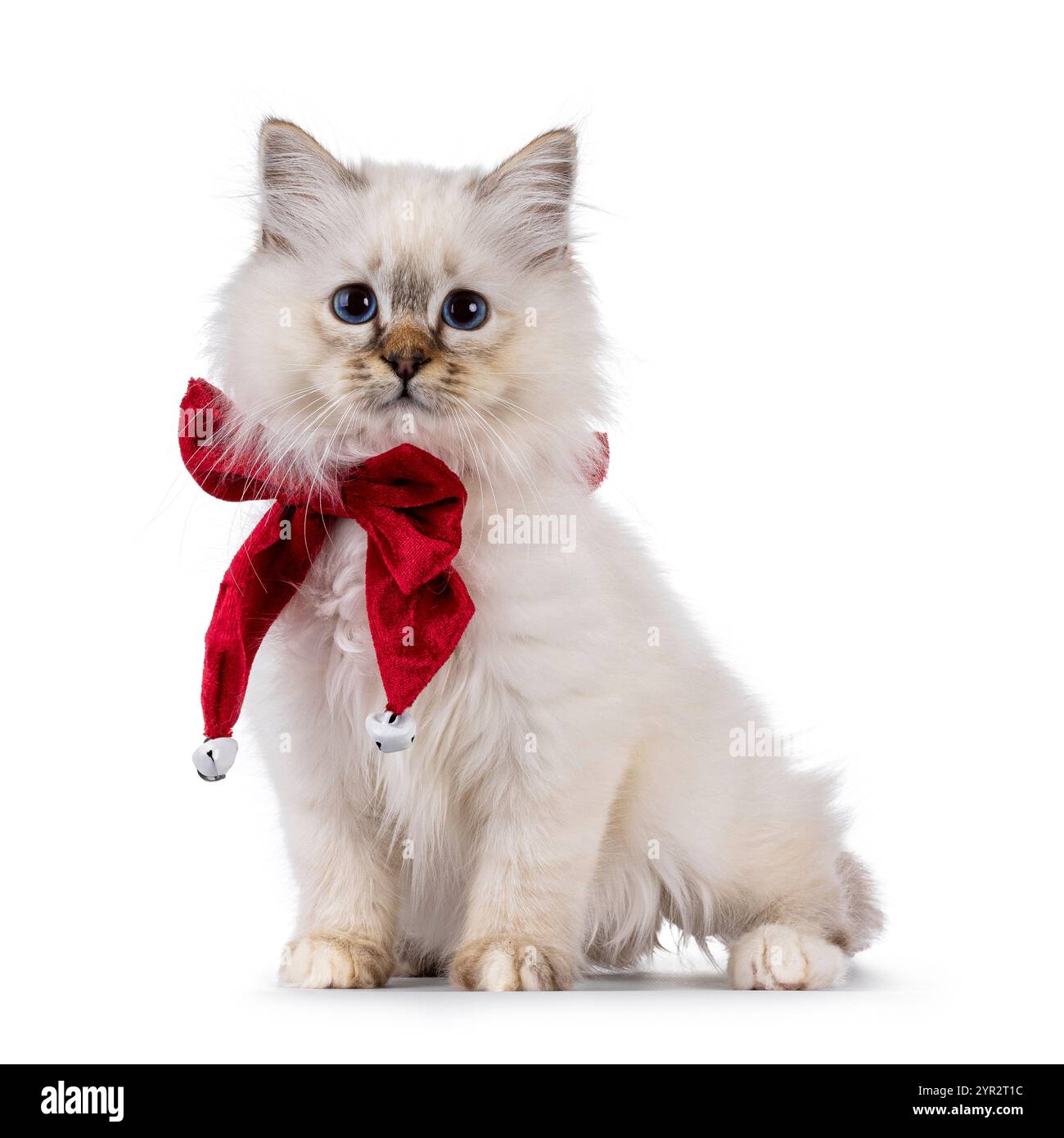 Cute Sacred Birman cat kitten, standing wearing red velvet bow tie ...