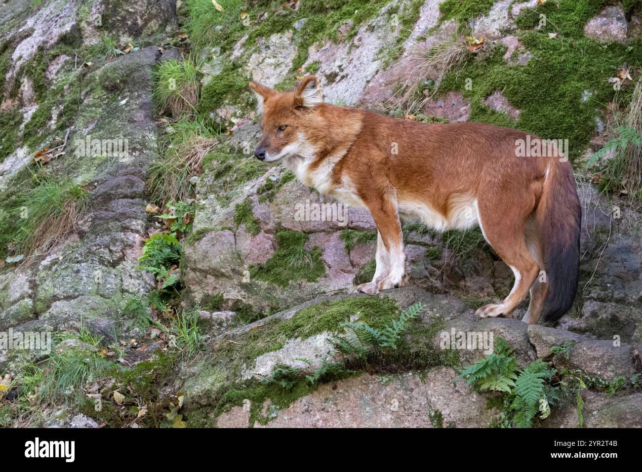 Asian wild dog hi-res stock photography and images - Alamy