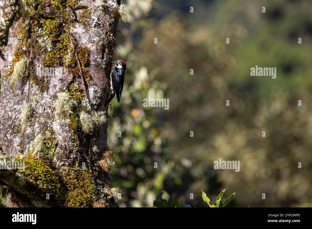 A male Acorn Woodpecker (Melanerpes formicivorus) excavating a nesting ...