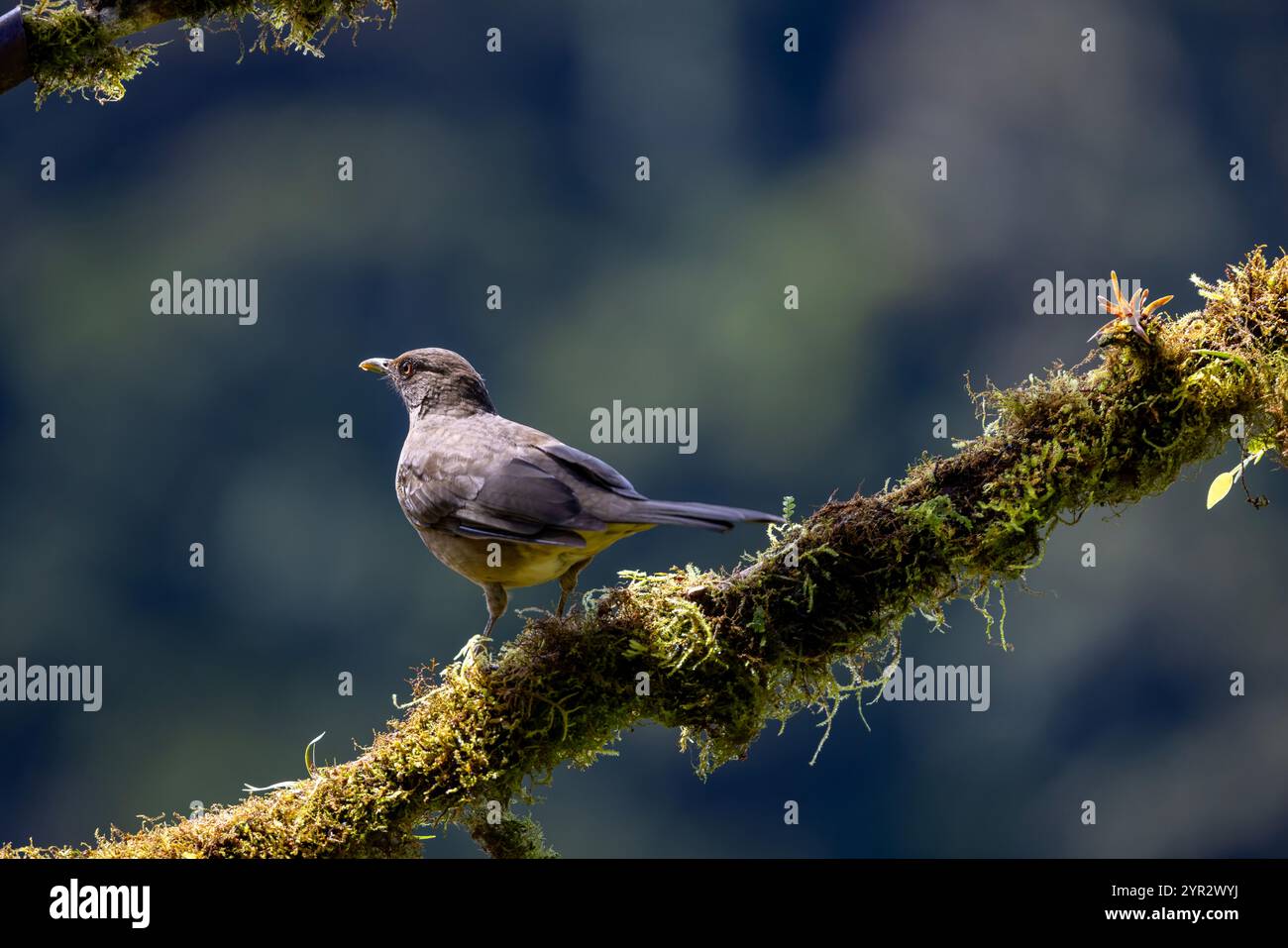 Clay-colored Thrush (Turdus grayi) formerly known as the Clay-coloured ...