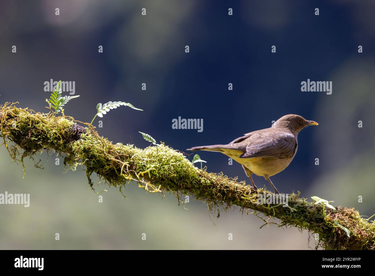 Clay-colored Thrush (Turdus grayi) formerly known as the Clay-coloured ...