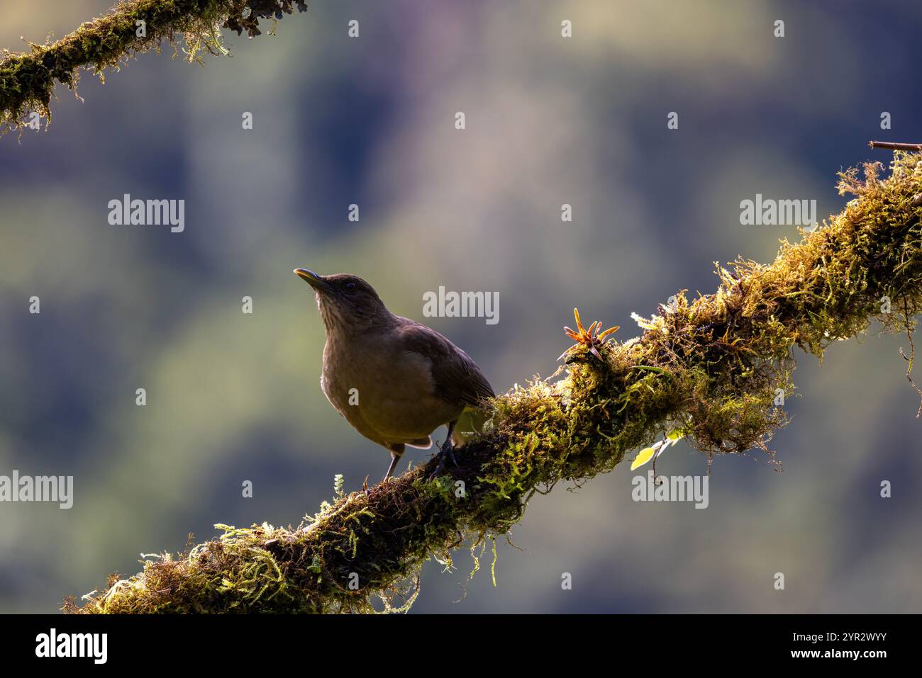 Clay-colored Thrush (Turdus grayi) formerly known as the Clay-coloured ...