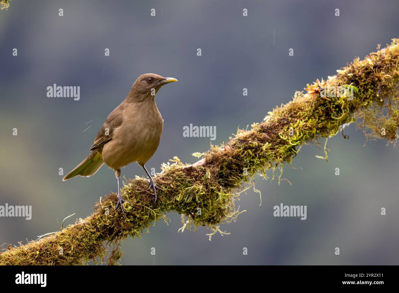 Clay-colored Thrush (Turdus grayi) formerly known as the Clay-coloured ...
