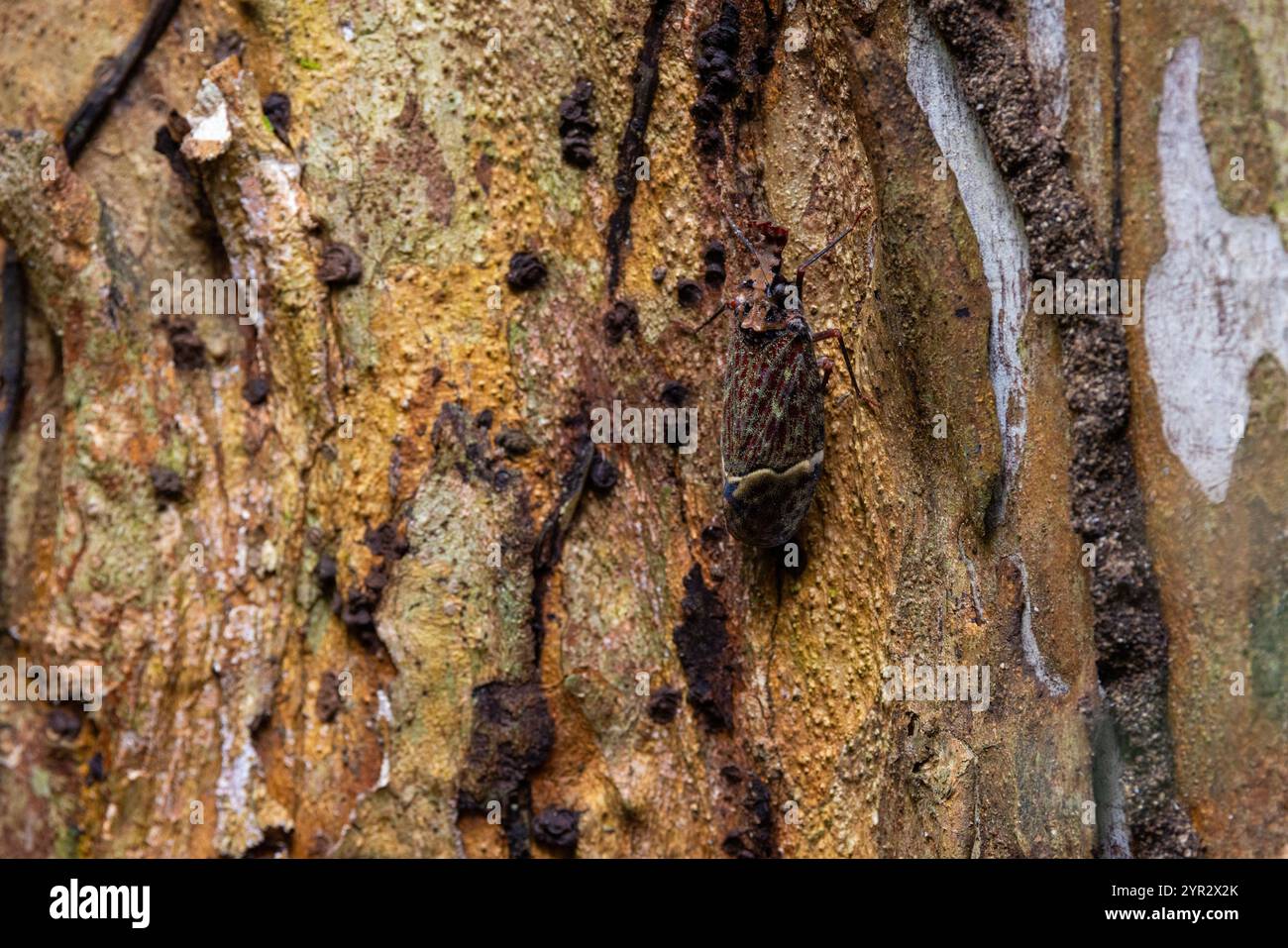 Wart headed bug hi-res stock photography and images - Alamy
