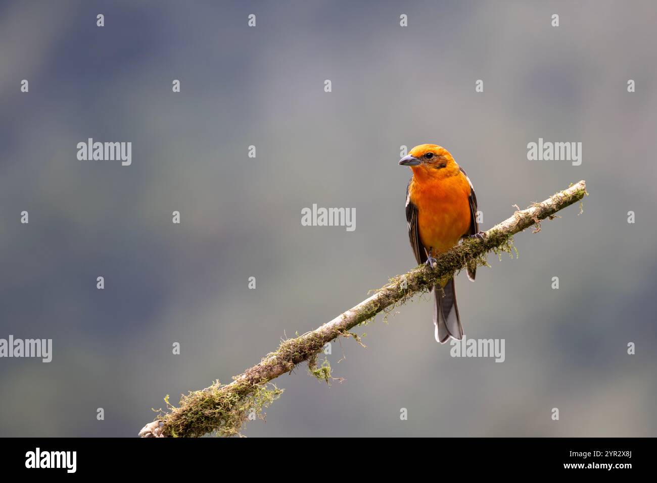 Flame-colored Tanager (Piranga bidentata) previously known as the ...